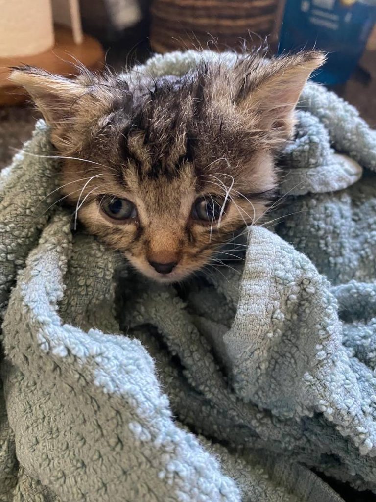 MEOW to reduce Monroe’s feral cat population, find loving homes | The ...